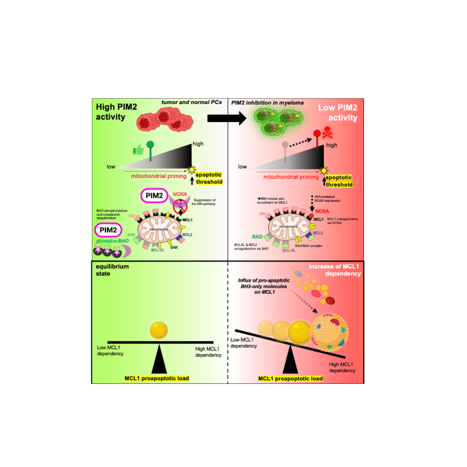 PIM2 inhibition promotes MCL1 dependency in plasma cells involving ...