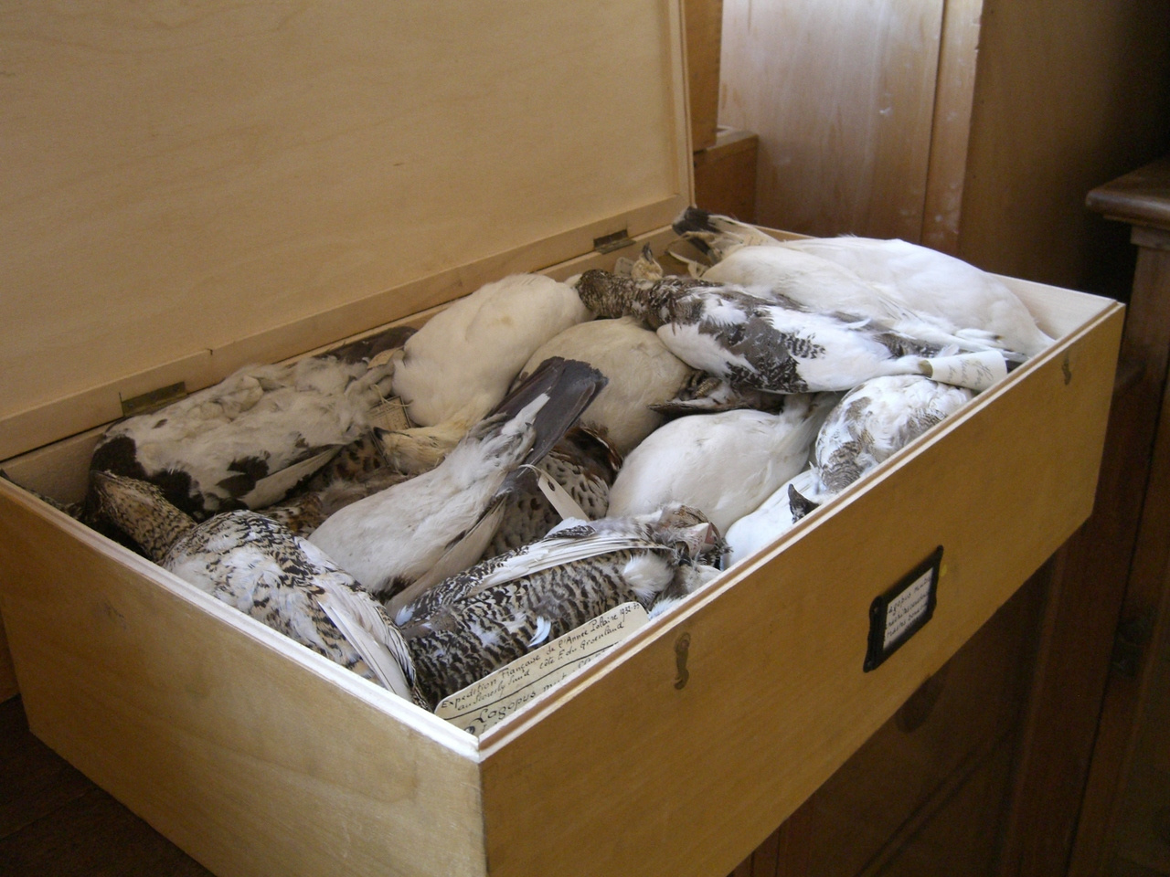 The story of GalliForm | Research Communities by Springer Nature