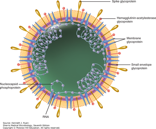 AccessMedicine's Image of the Week: Virion Structure of a Coronavirus ...