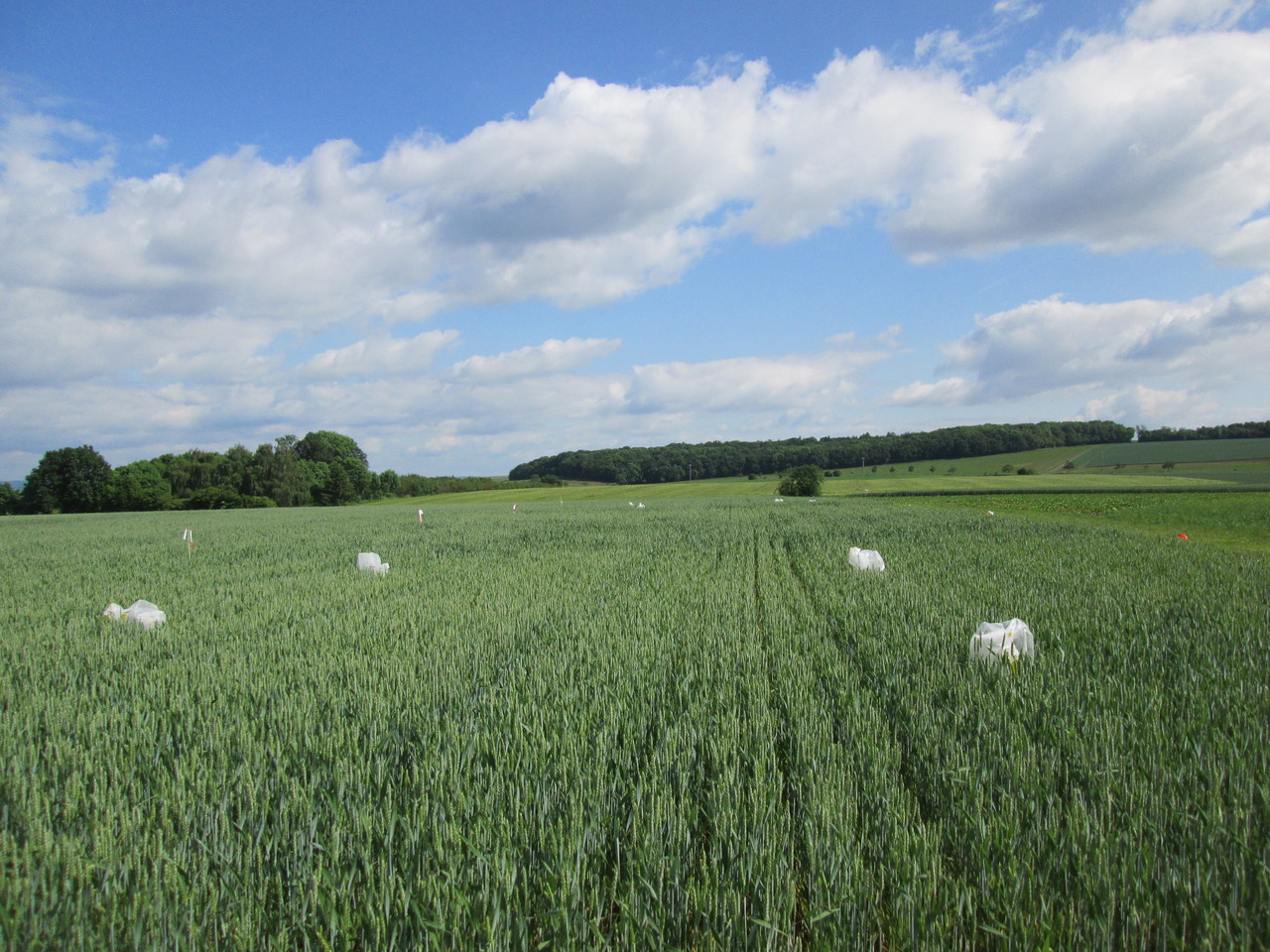 Why crop diversity and efficient stakeholder communication matters ...