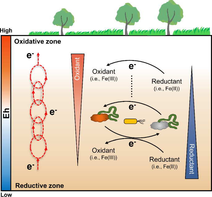 Directional long-distance electron transfer from reduced to oxidized ...