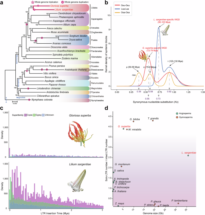 The giant genomes of lily provide insights into the evolution of ...