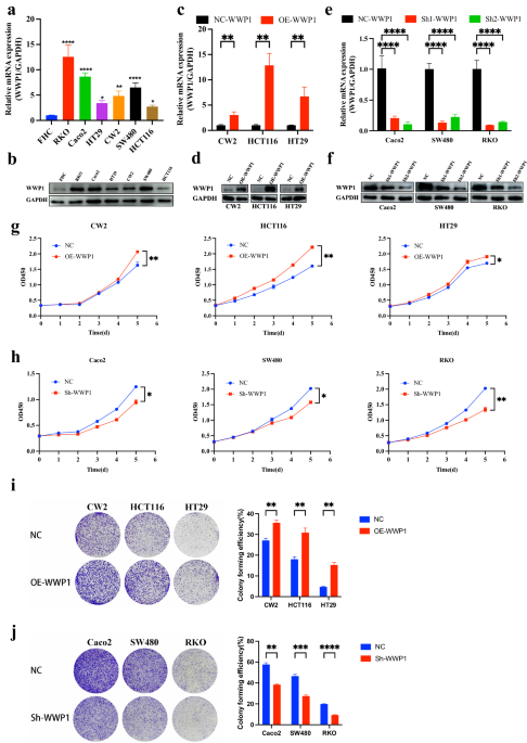 WWP1 inhibition increases SHP2 inhibitor efficacy in colorectal cancer ...