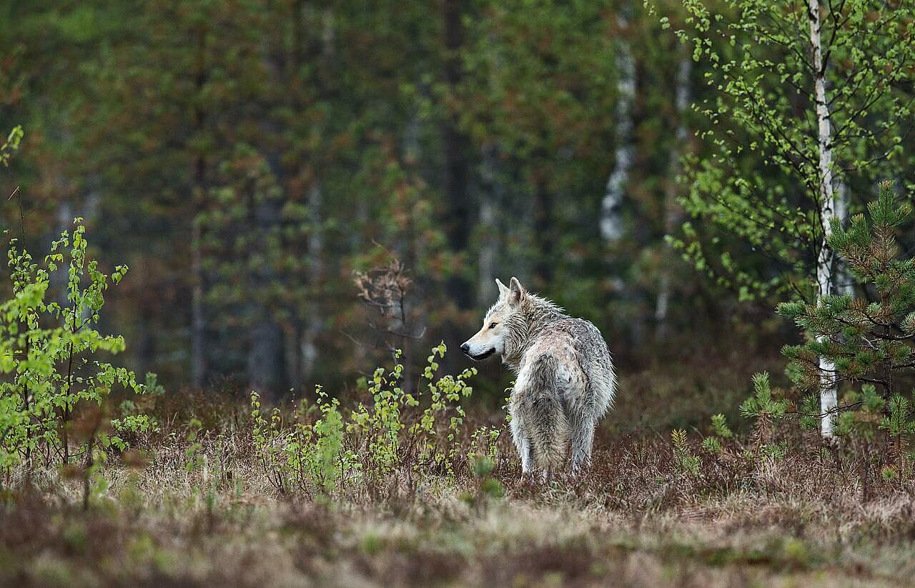 Wolves as Ecosystem Service (ES) Providers | WildHub