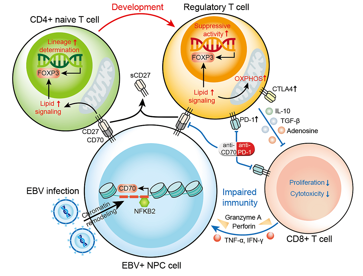 Nasopharyngeal carcinoma cells promote regulatory T cell development and suppressive activity ...