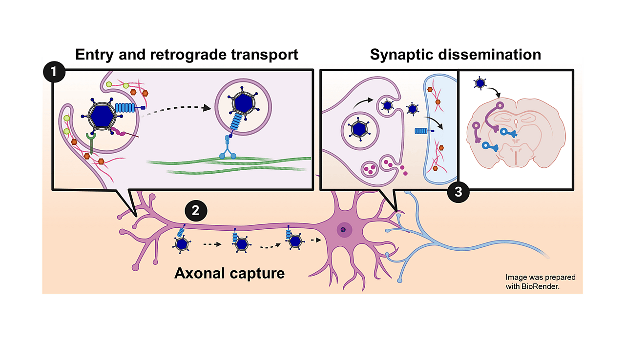 The PirB: a new player coordinating reovirus entry | Microbiology Community