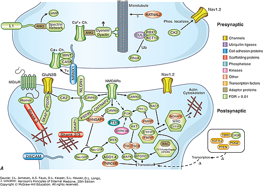 AccessMedicine's Image of the Week: Functional Characteristics and ...
