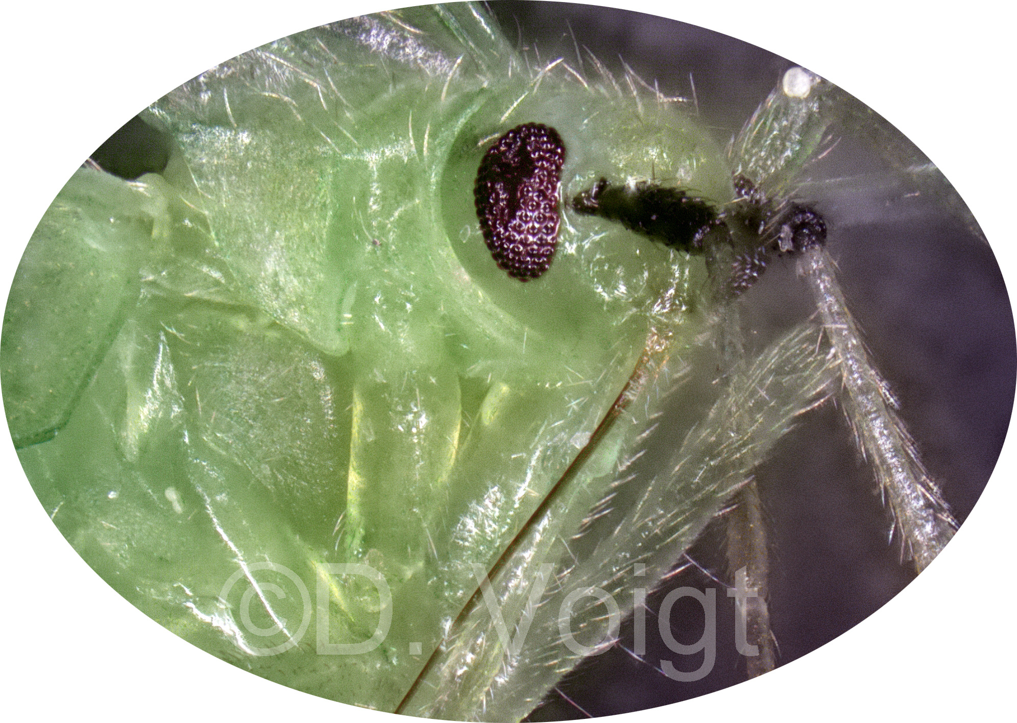 The globe thistle habitat and attachment of Macrolophus pygmaeus on ...