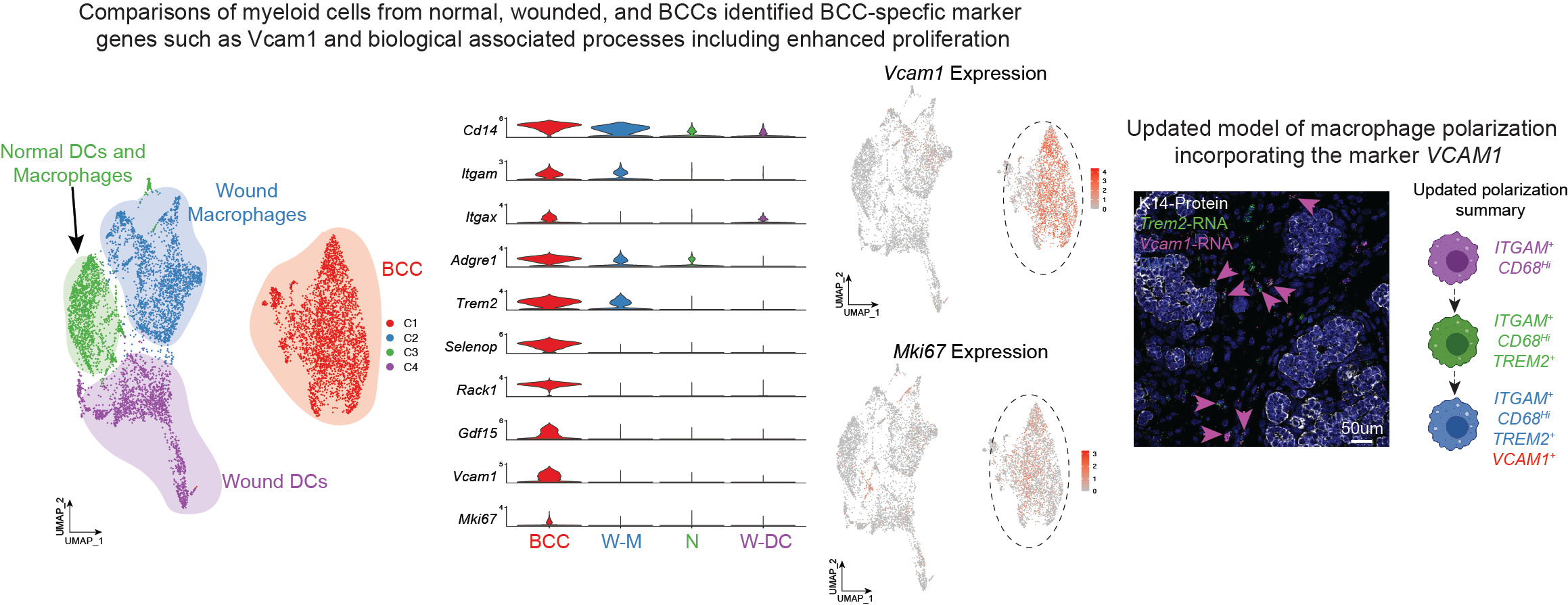 Skin basal cell carcinomas assemble a pro-tumorigenic spatially organized and self-propagating ...