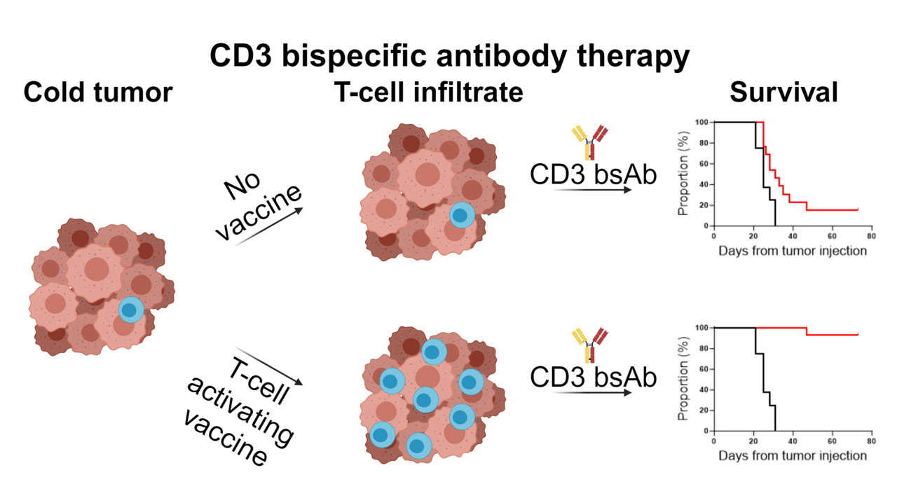 T-cell stimulating vaccines empower CD3 bispecific antibody therapy in solid tumors | Research ...
