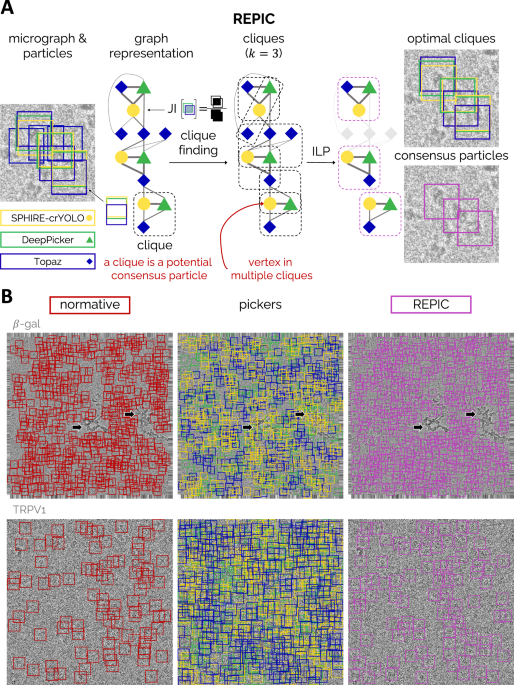 Consensus is key: reliable cryo-EM particle picking leveraging multiple pickers using REPIC ...
