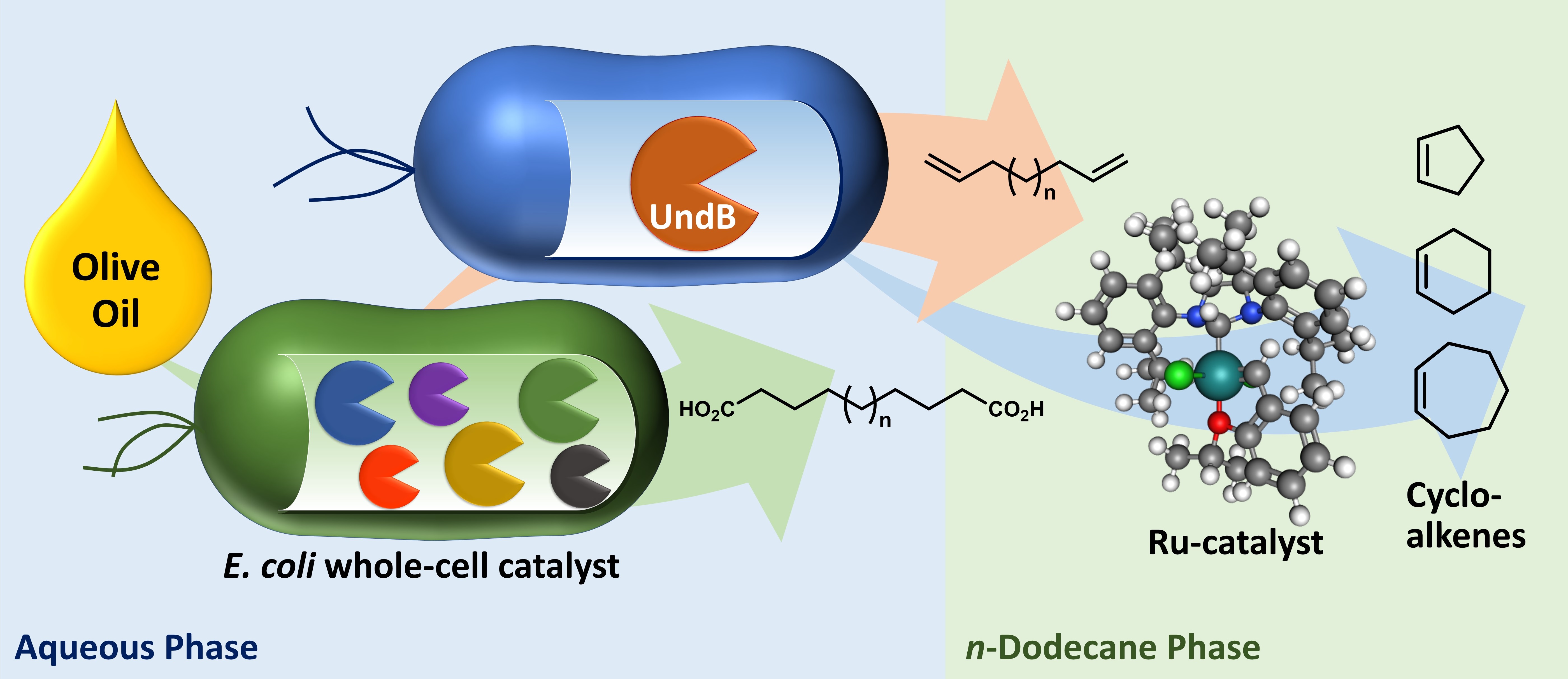 Enzyme The Catalyst New Catalytic Reactions By Enzyme Engineering: