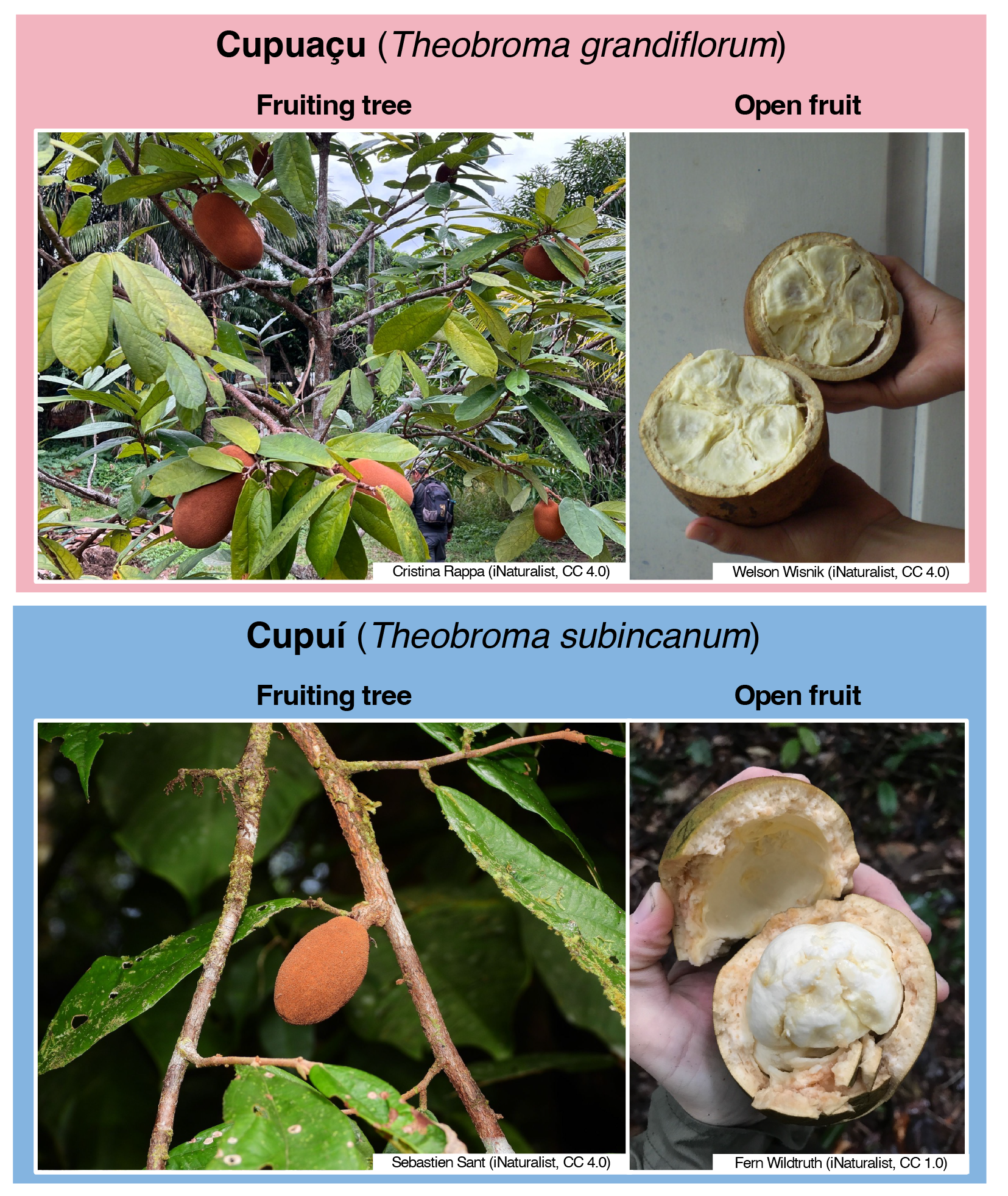 Cupuacu Tree