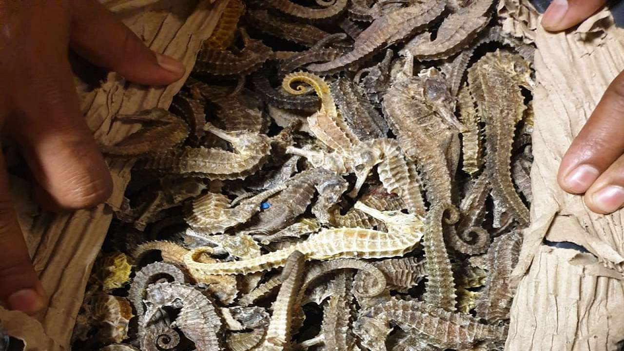 Indian Customs: The Guardian of Wildlife Frontiers of India | WildHub