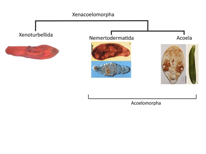 Xenacoelomorpha Reproduction GENE AND PROTEIN EXPRESSION IN THE