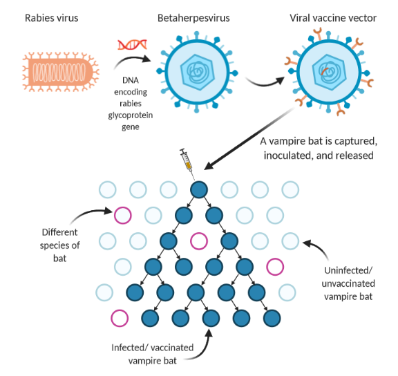 What Is A Rabies Vector Species