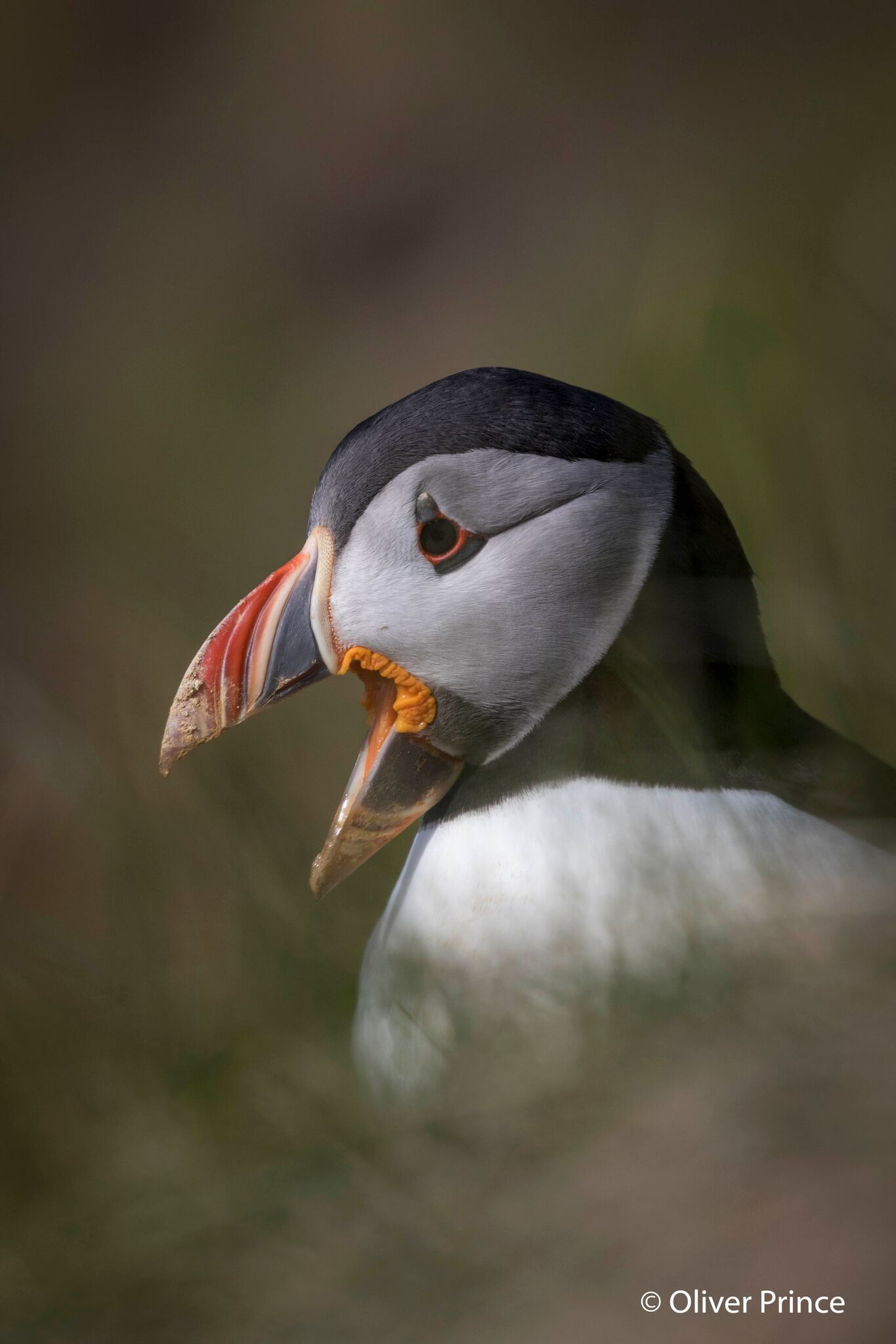 Realistic Puffin Atlantic Puffin…I Finally Finished This Piece. I've