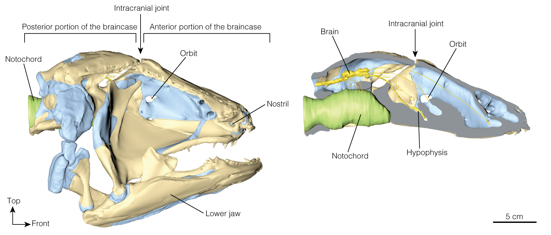 Fish that outlived dinosaurs reveals secrets of ancient skull evolution