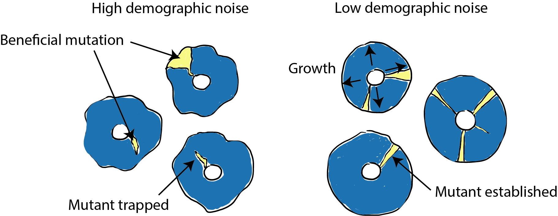 Beneficial Mutations In Humans If Mutations Are Usually Not