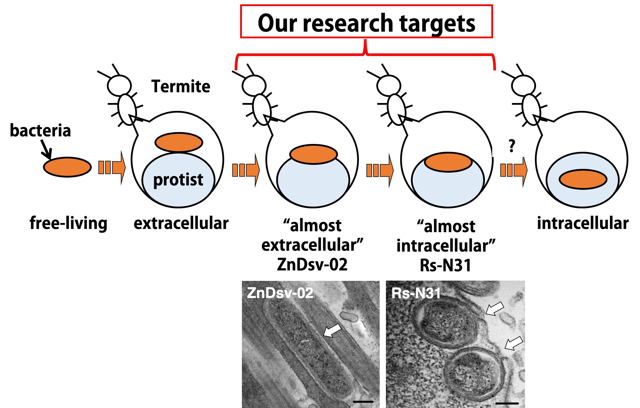 Phylum Dei Termoacidofili