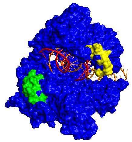 Engineering domain-inlaid SaCas9 adenine base editors with reduced RNA ...