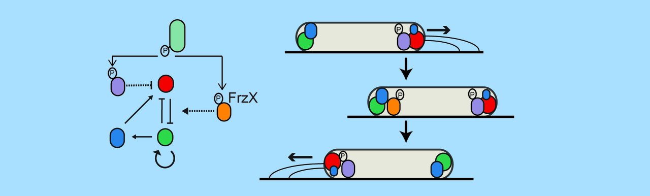 Dynamic control of polarity in a developmental bacterium | Research ...