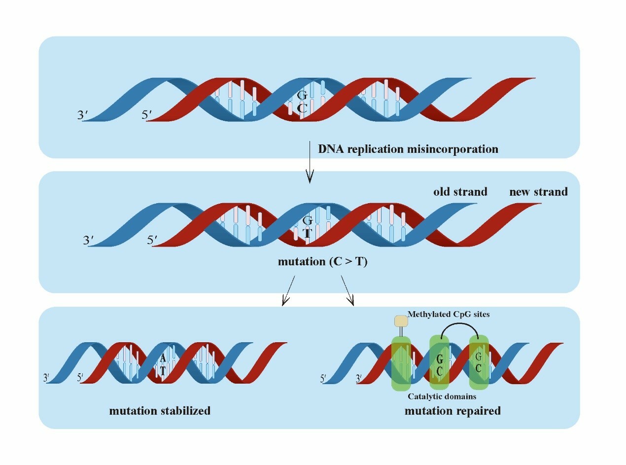 Prognostic Significance of Methyl-CpG Binding Domain4 Polymorphism ...